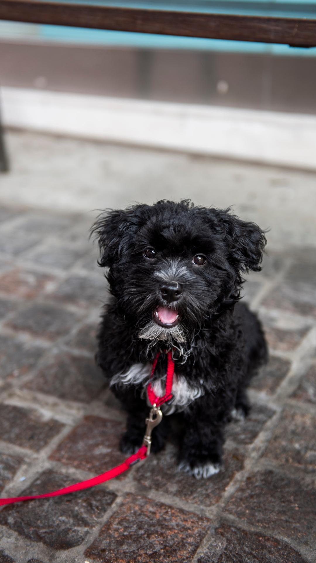 New Home Community New Talley Station in Decatur, GA | Toll Brothers